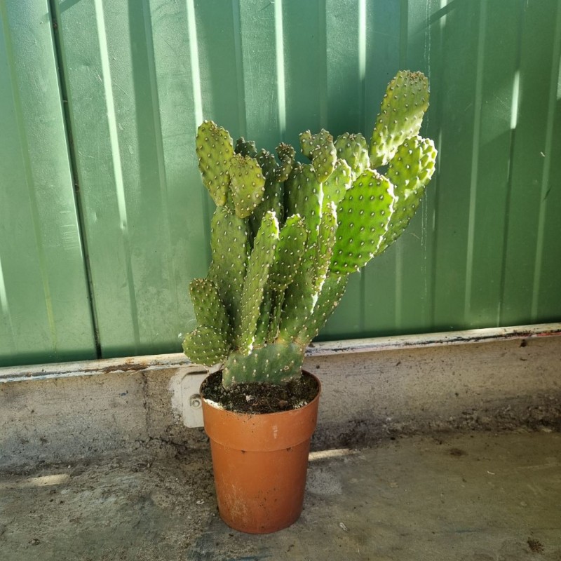 Opuntia Consolea 50 - 70 cm | Plantes Addict