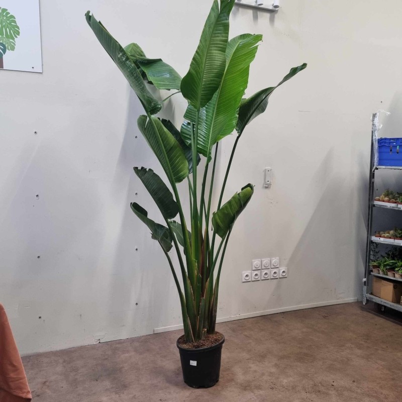 Strelitzia Nicolai 200 - 220 cm | Plantes Addict