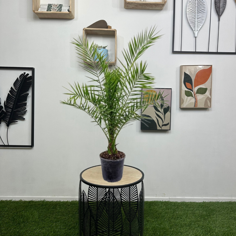 Phoenix canariensis 60 - 70 cm | Plantes Addict