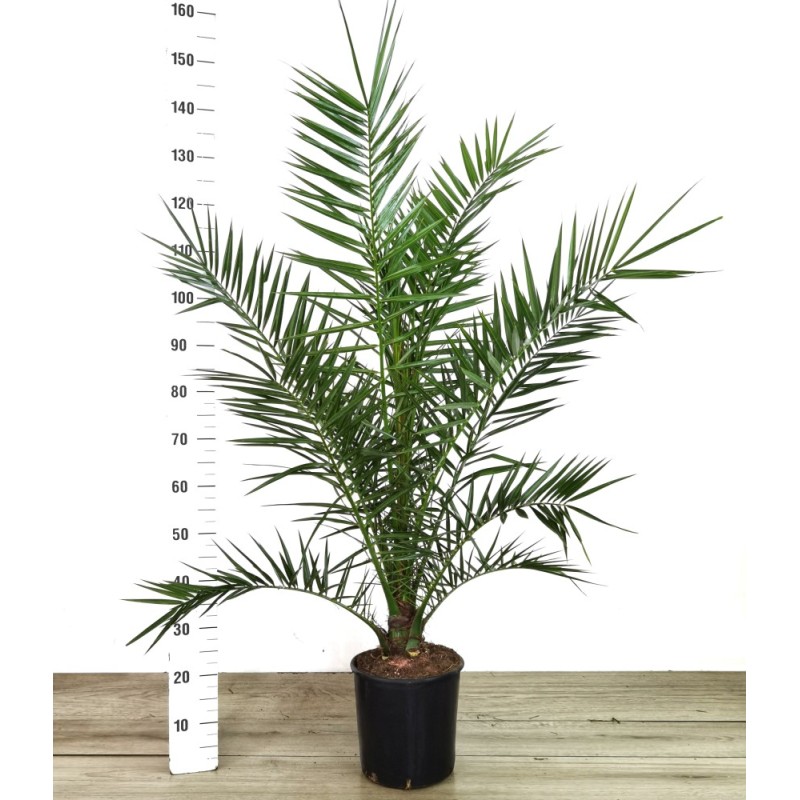 Phoenix Canariensis 150 cm | Plantes Addict