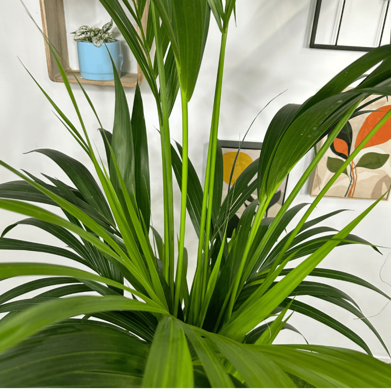 Kentia 130 - 140 cm | Plantes Addict