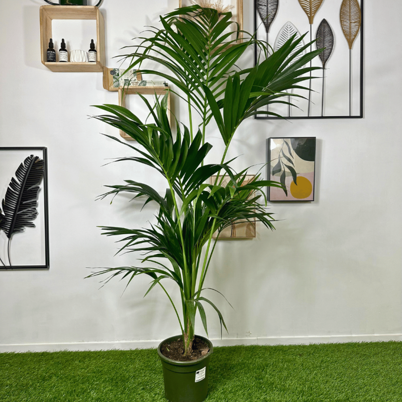 Kentia 130 - 140 cm | Plantes Addict