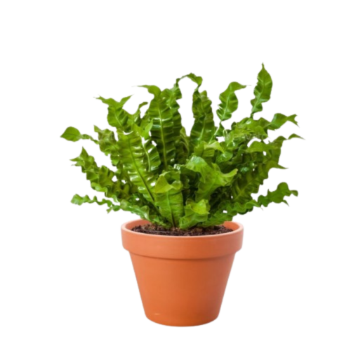 Fiche entretien - Asplenium Nidus | Plantes Addict