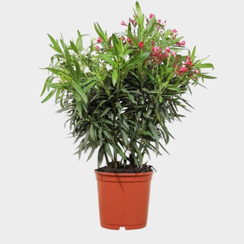 Laurier Blanc 160 cm | Plantes Addict
