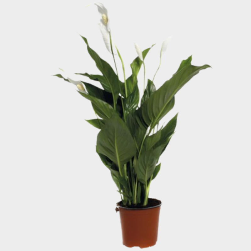 Spathiphyllum / Fleur de lune 60 - 70 cm | Plantes Addict