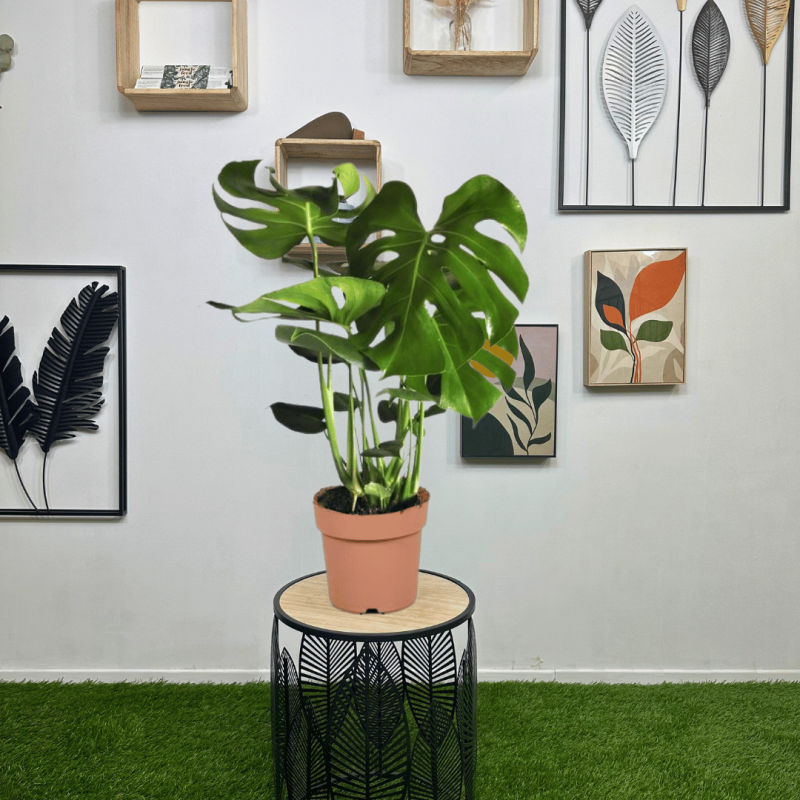 Monstera Deliciosa 80 - 100 cm | Plantes Addict
