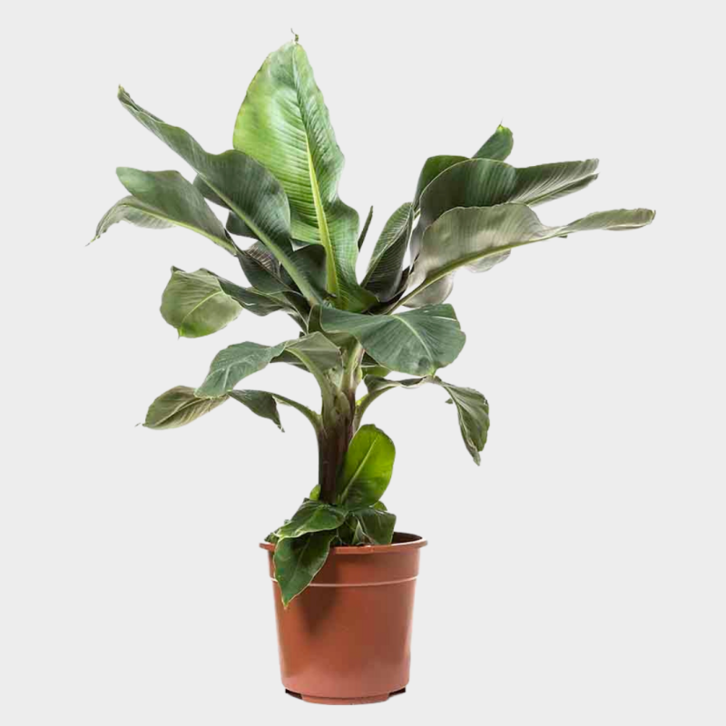 Musa bananier 90 - 100 cm | Plantes Addict