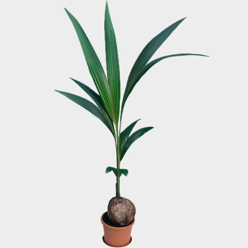 Cocos Nucifera / Cocotier d'intérieur 130 - 140 cm | Plantes Addict
