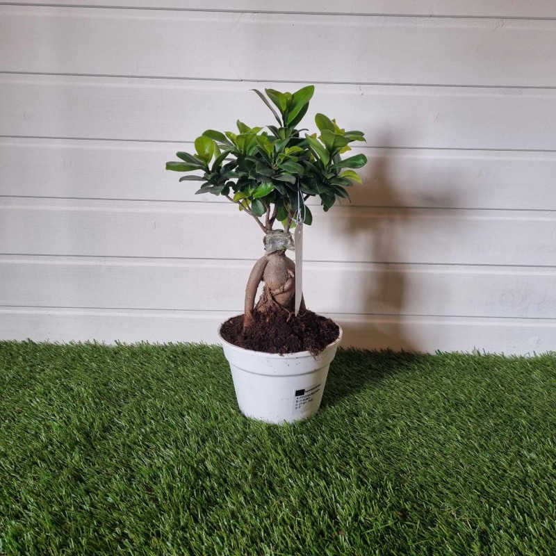 Ficus Ginseng Bonsaï 30 - 40 cm | Plantes Addict