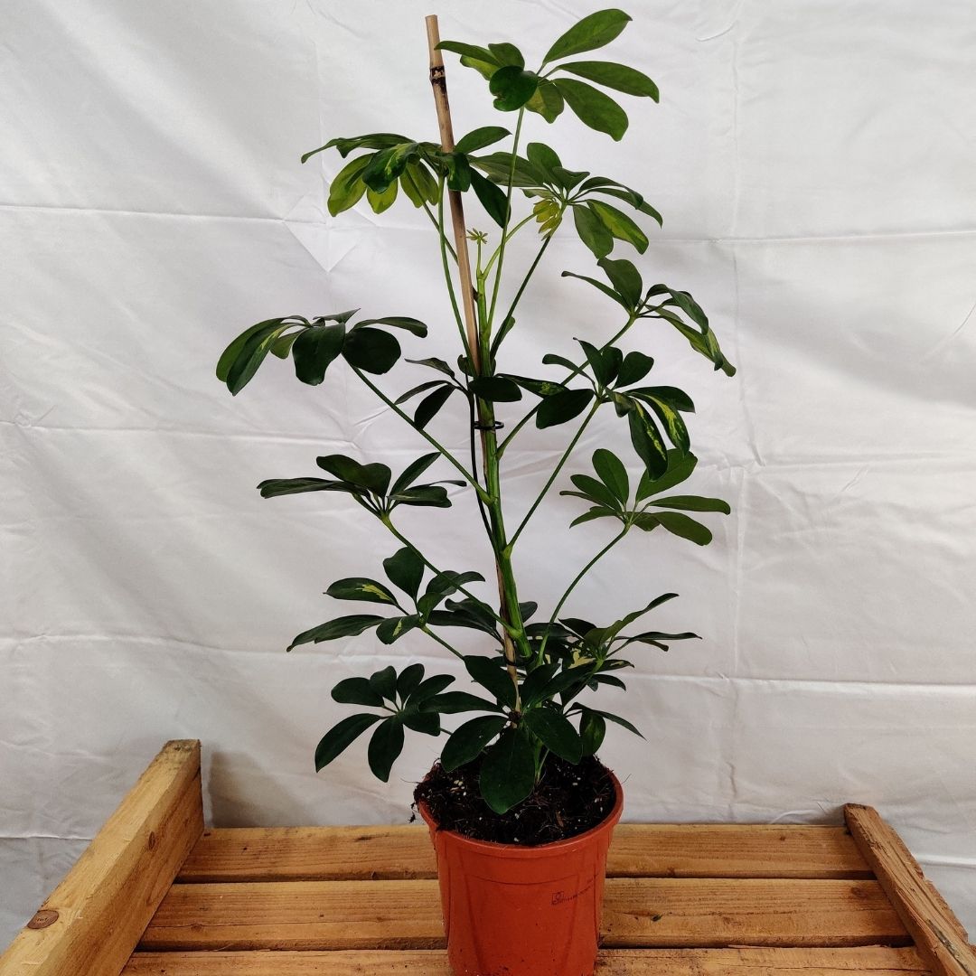 Scheffléra - Fiches d'entretien pour plantes d'intérieur | PlantesAddict