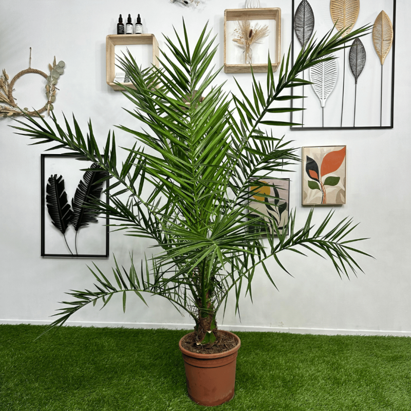 Phoenix Roebelenii 110-120 cm | Plantes Addict