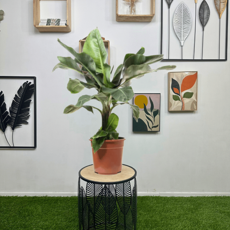 Musa bananier 80 - 100 cm | Plantes Addict